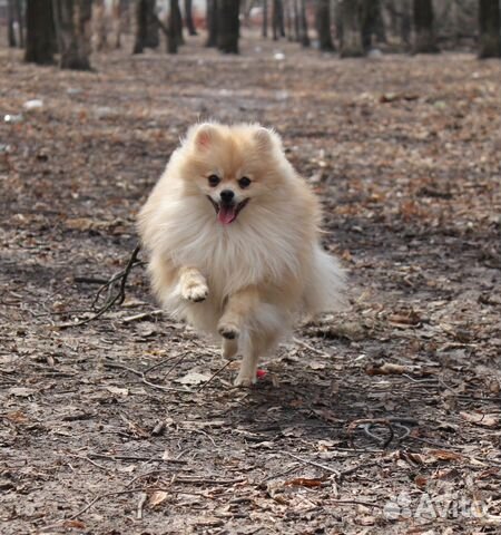 Кремовое облако