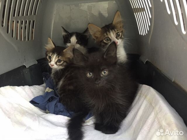 Котята бесплатно в добрые руки