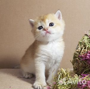 Золотые и серебристые шиншиллы