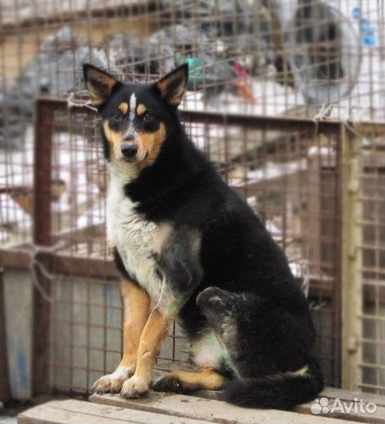 Замечательный Матрос ждет своих хозяев