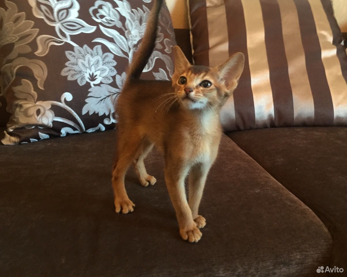 Абиссинский котик Дон Хулио
