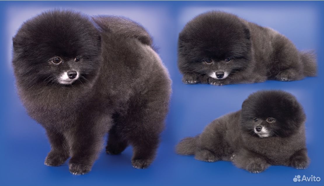 Щенки шпица чёрные, коричневые, оранж