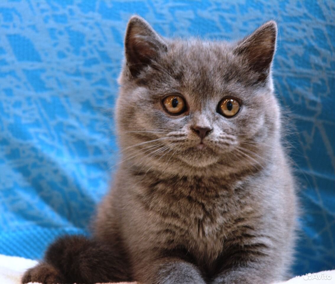 Британский котик