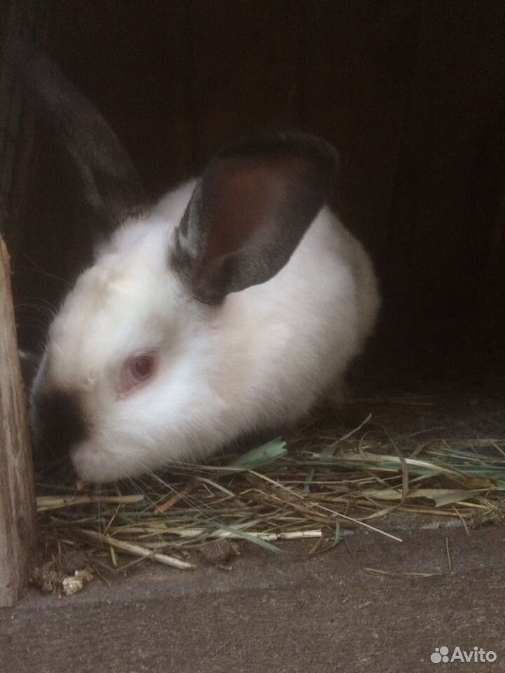 Самцы калифорнийцы