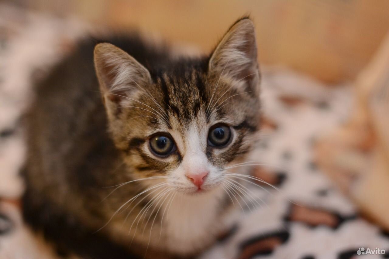 Фунтик ищет семью