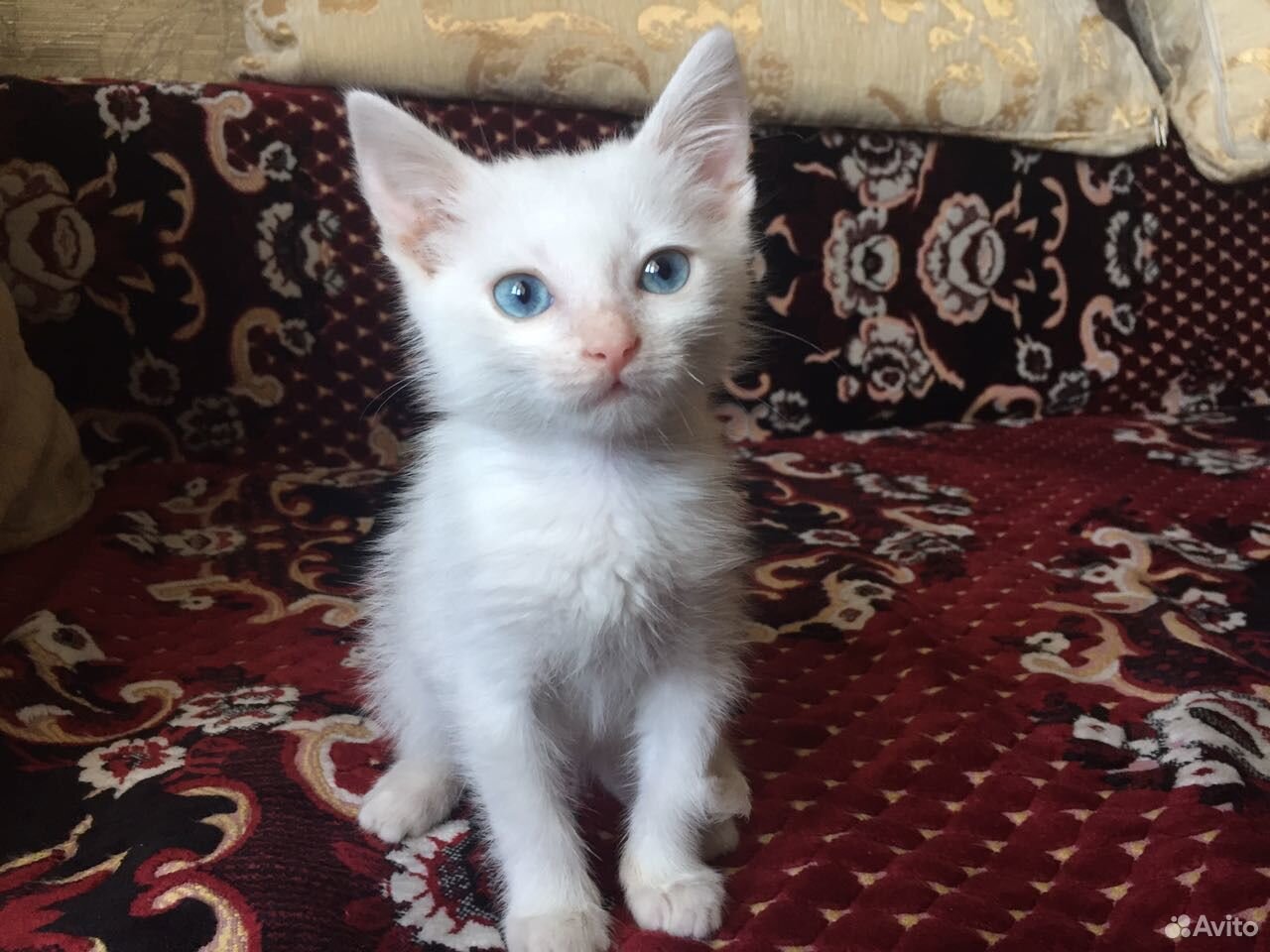 Белоснежная котёнок-девочка 1,5мес