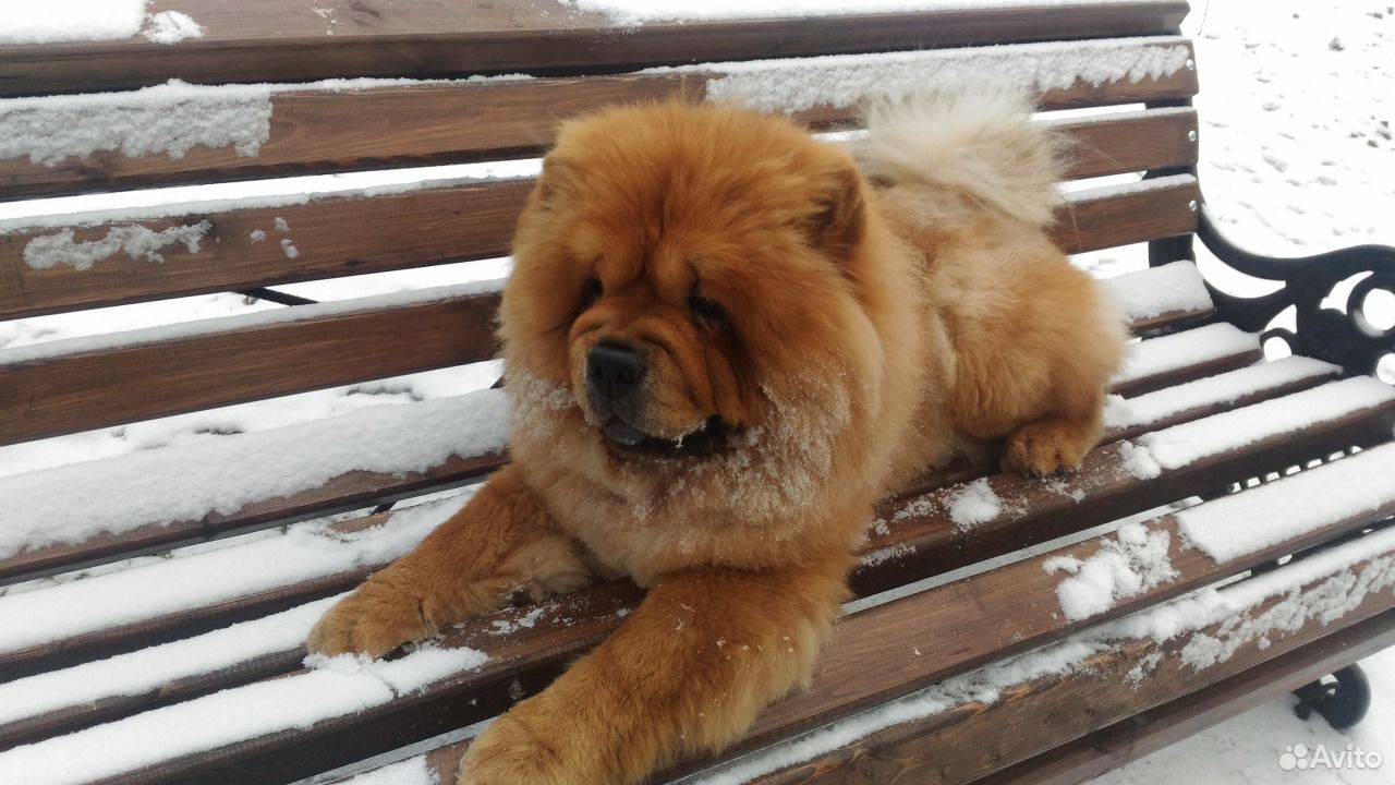 Чау жених на вязку