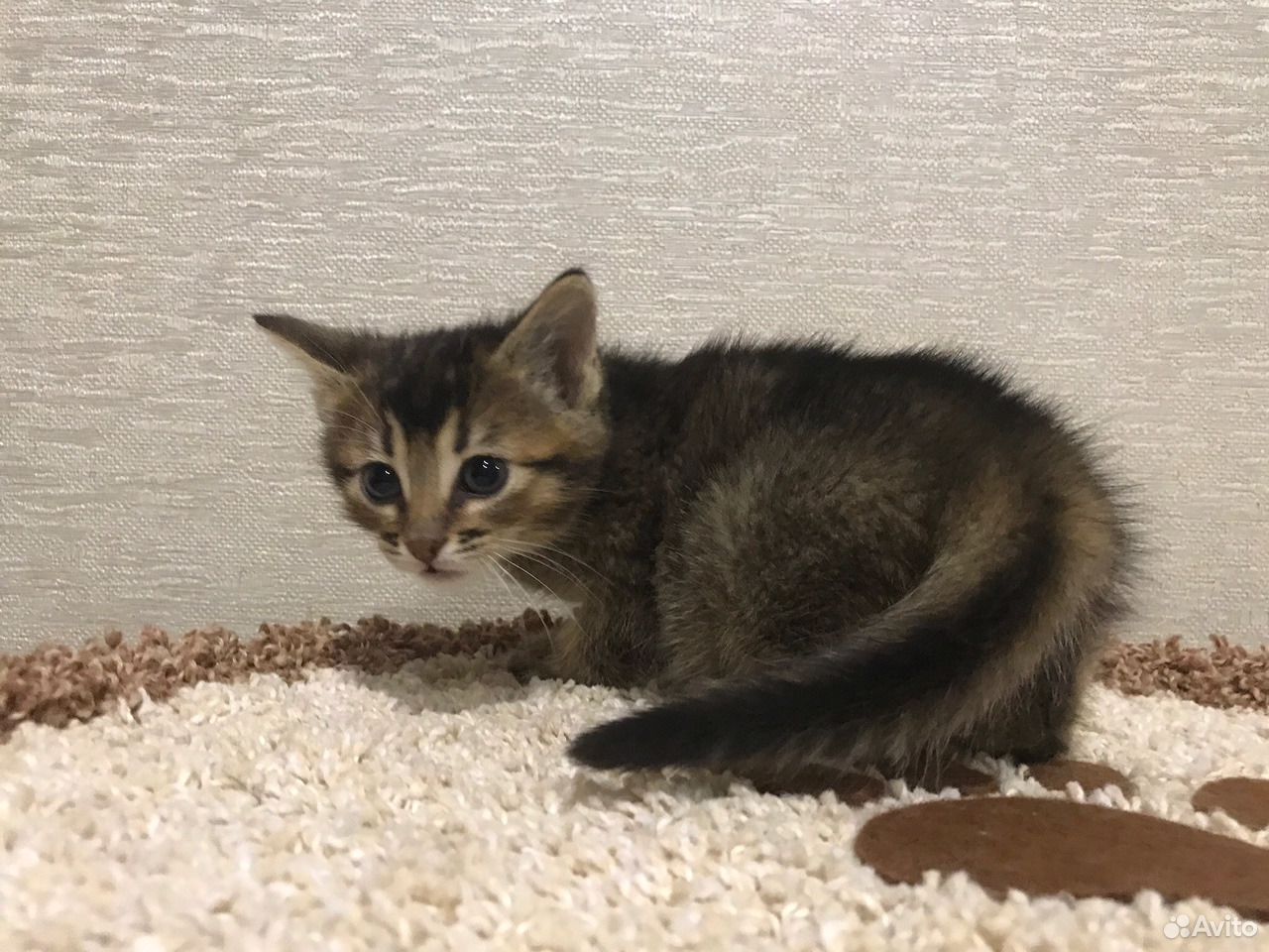 Чаузи Ф-3 Мо и Ма