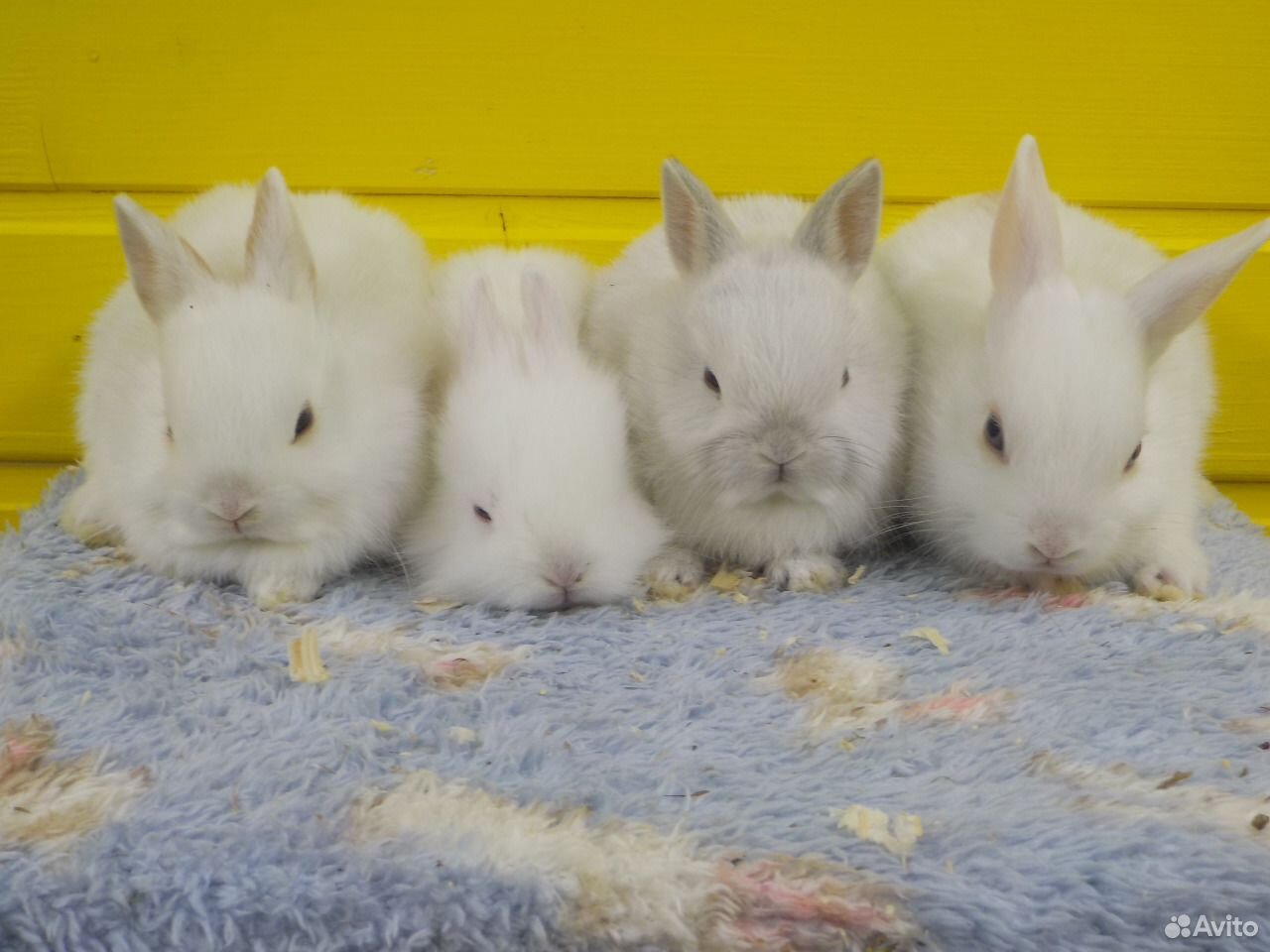 Питомник карликовых кроликов. цена за шт