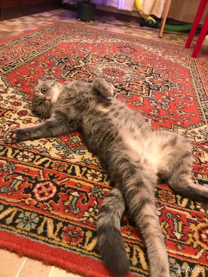 Вязка шотландец