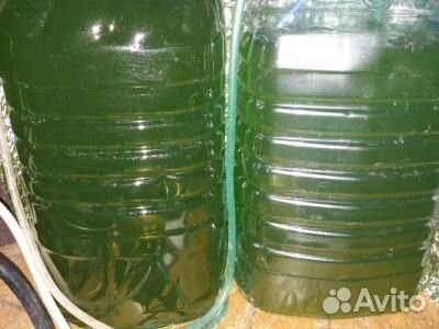 Фитопланктон Нанохлоропсис,Тетрасельмис