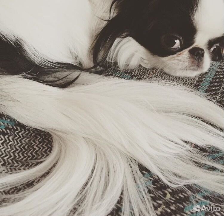 Вязка Японский хин мальчик 2 года