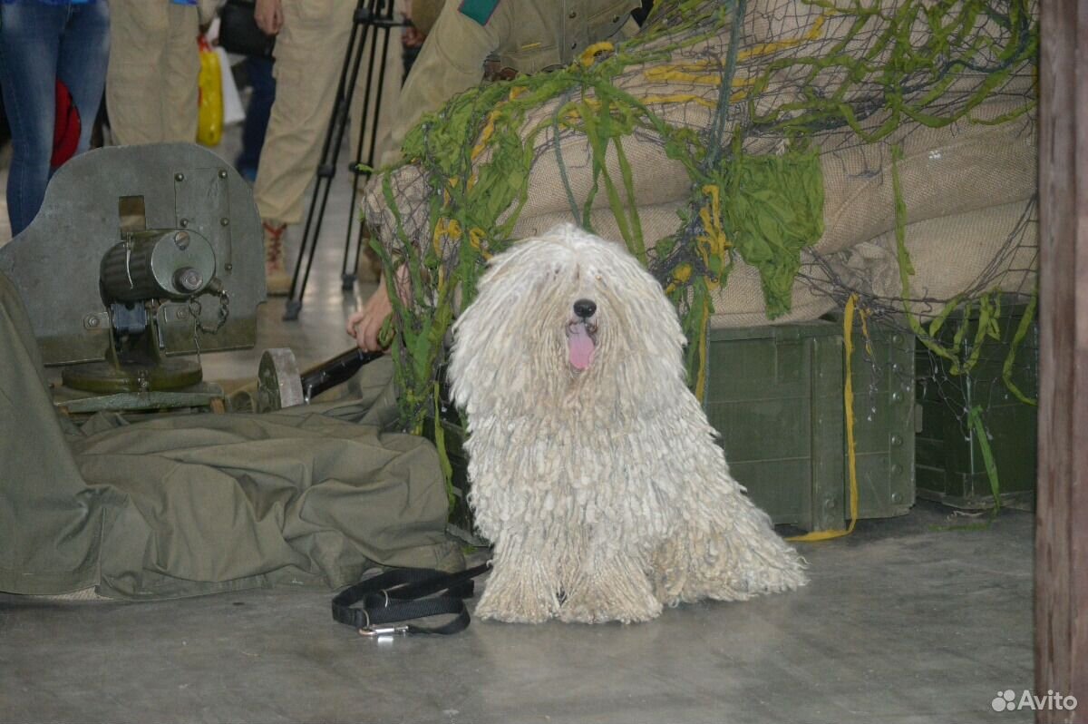 Пули Пуляши Пуляшики