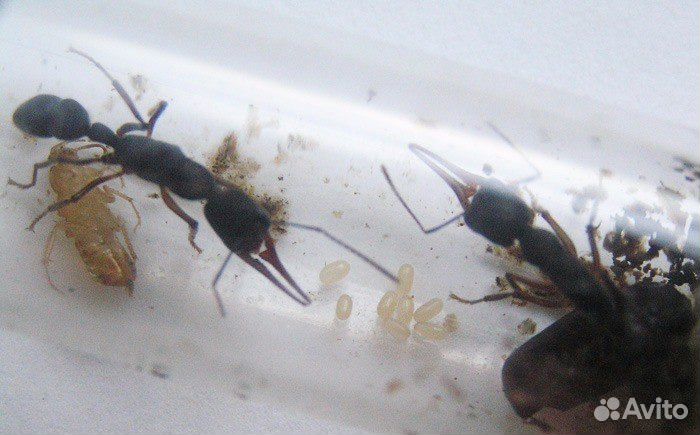 Harpegnathos venator - Прыгающий муравей-бульдог