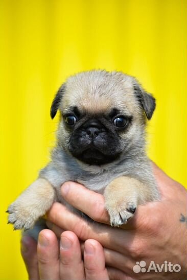 Щенки мопса
