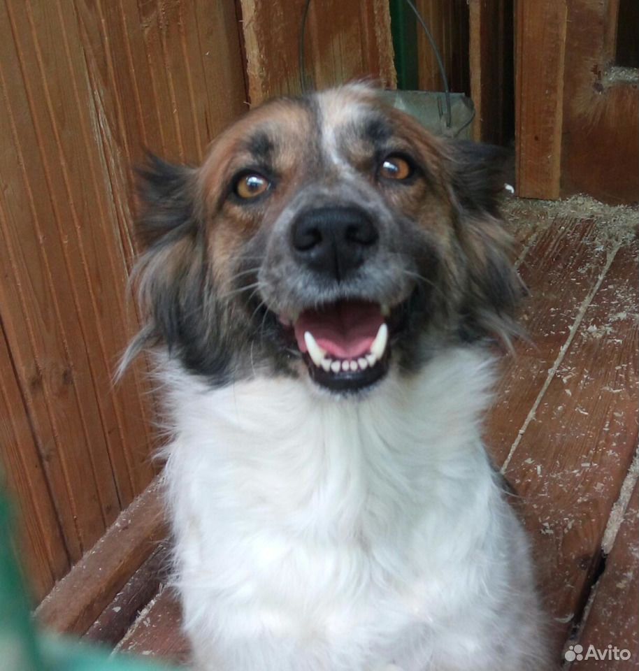 Ксюша в добрые руки