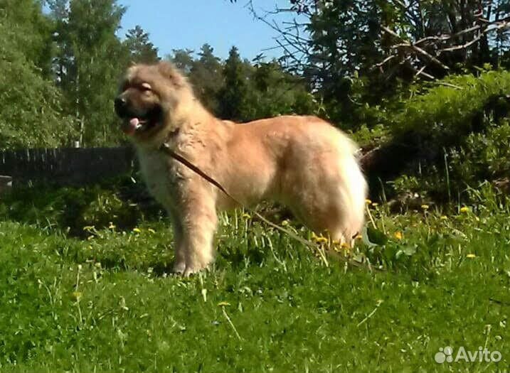 Породная сука Кавказской овчарки в добрые руки