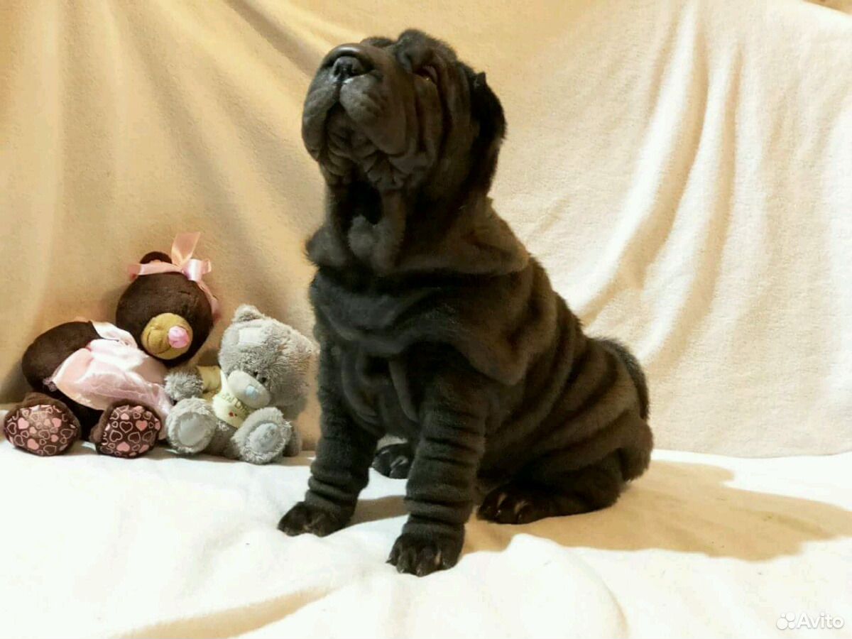 Черная Жемчужина