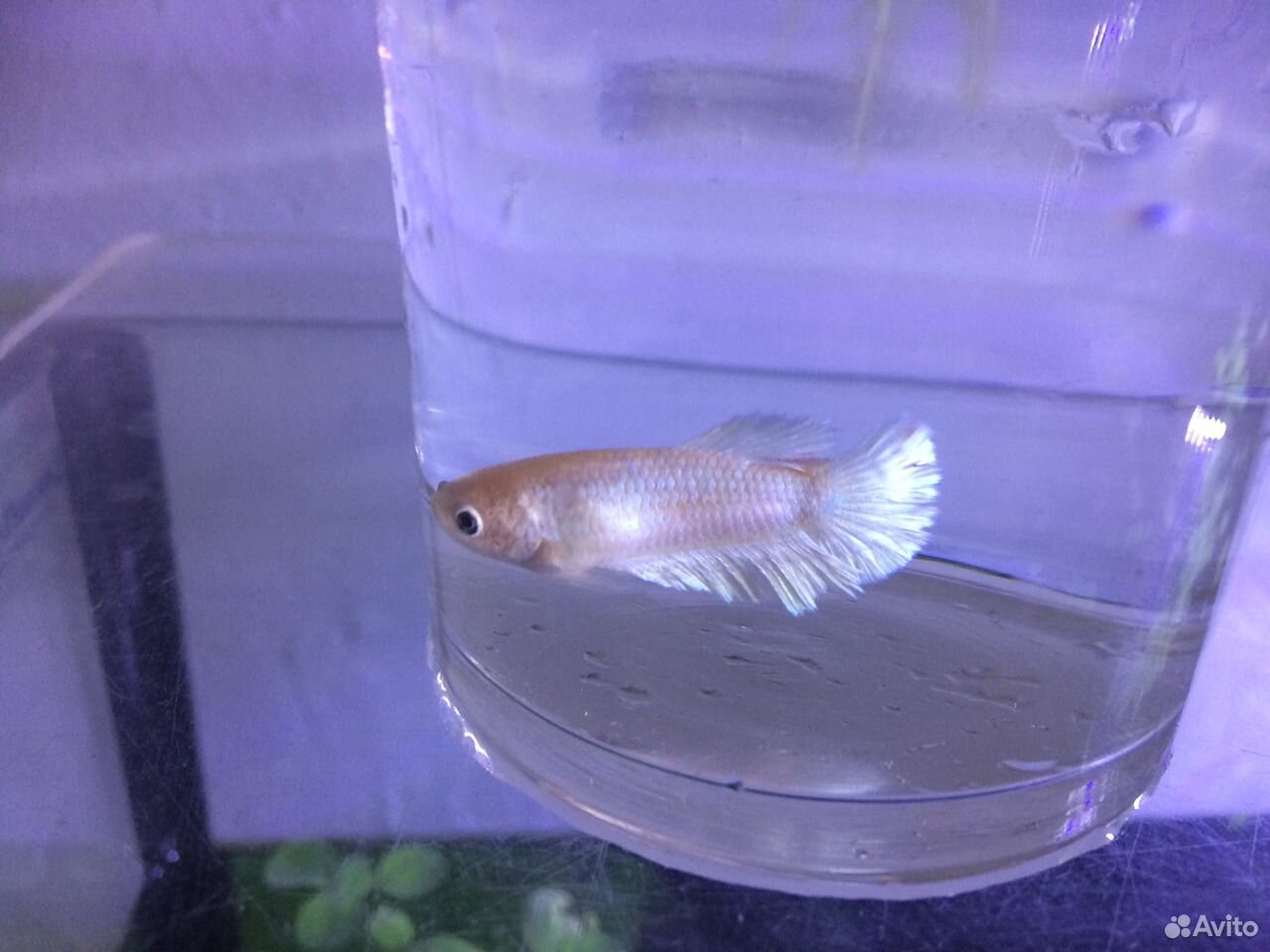 Самка петушка белая