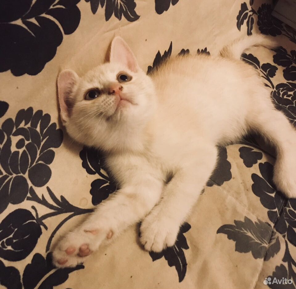 Котята-британята