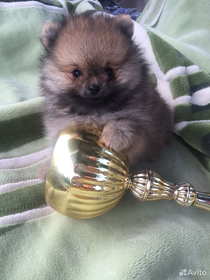 Девочка мини померашка