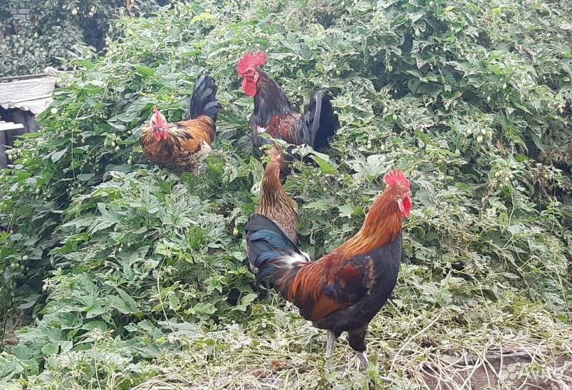 Декоративные куры (карлики)