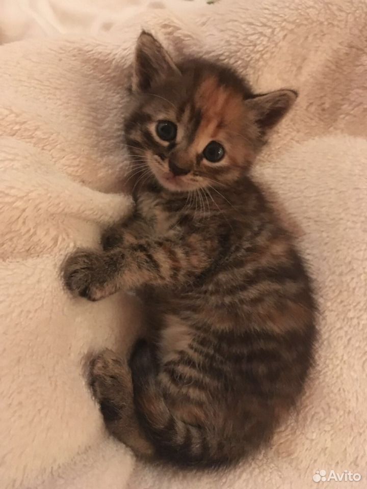 Котята девочка и мальчик