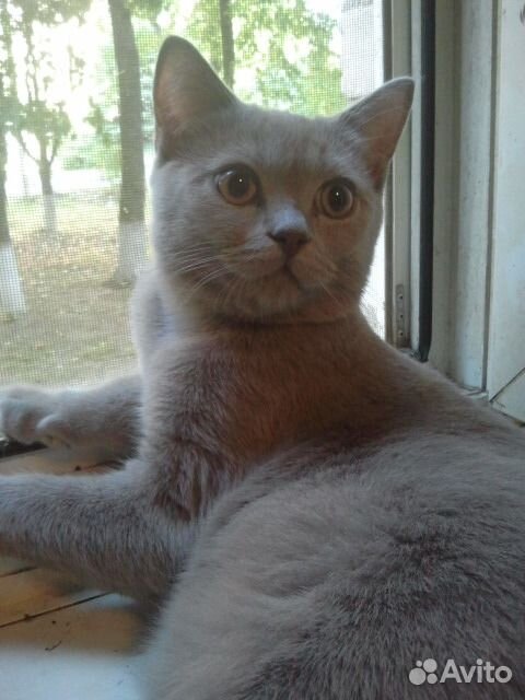 Британский лиловый котик Маркус 10мес