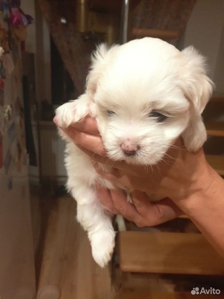 Мальтийская болонка