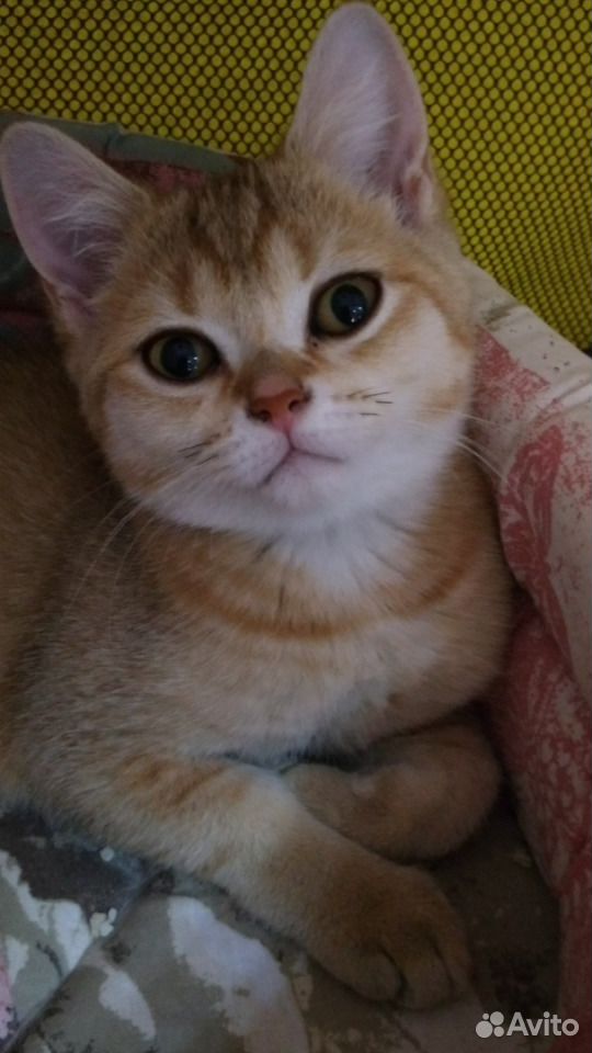 Солнечные лучики счастья)