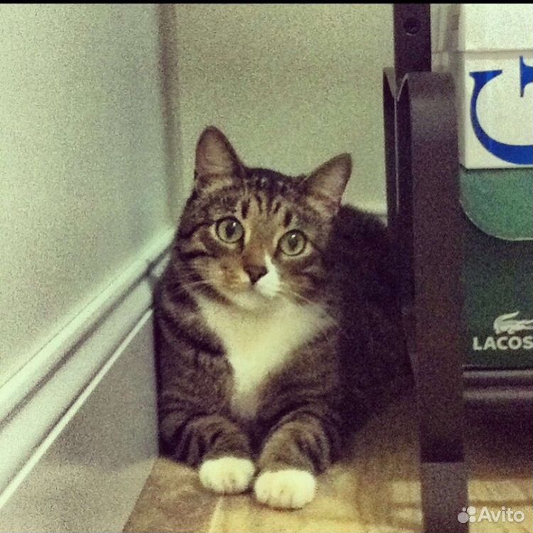 Котик Степа кот