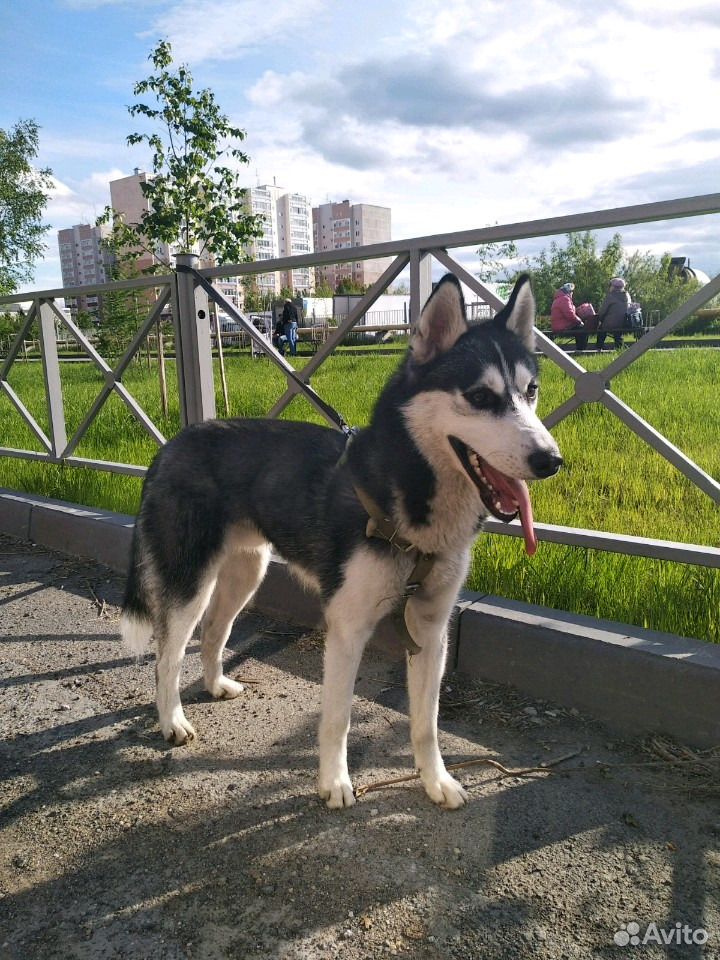Вязка Хаски