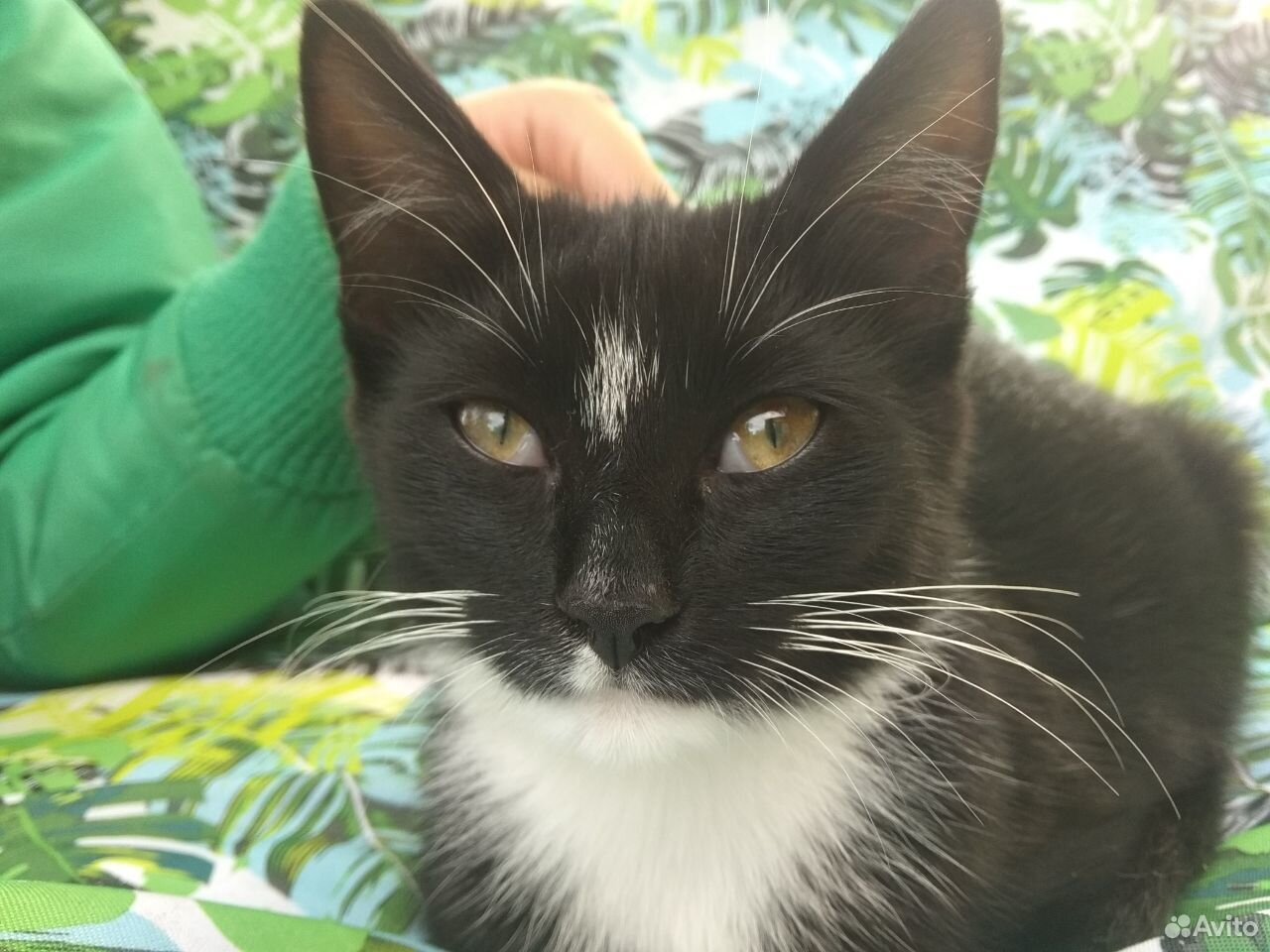 Котенок, ласковая девочка мурчалка