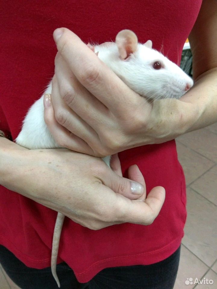 Крысодевочки