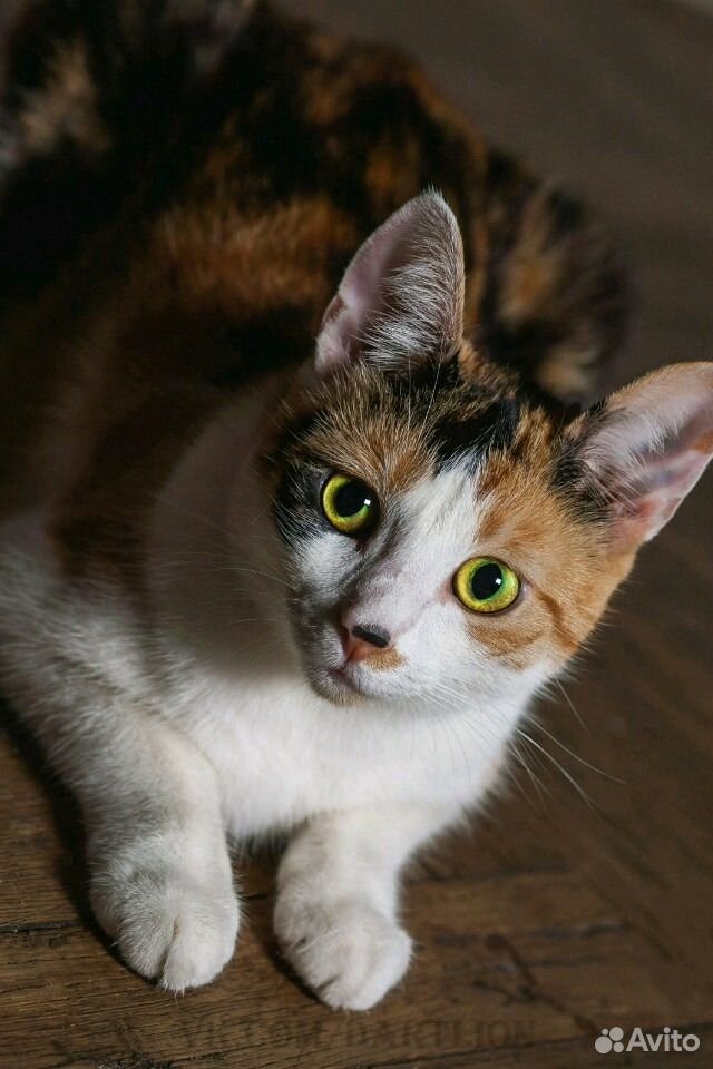Кошка Чурчхелла