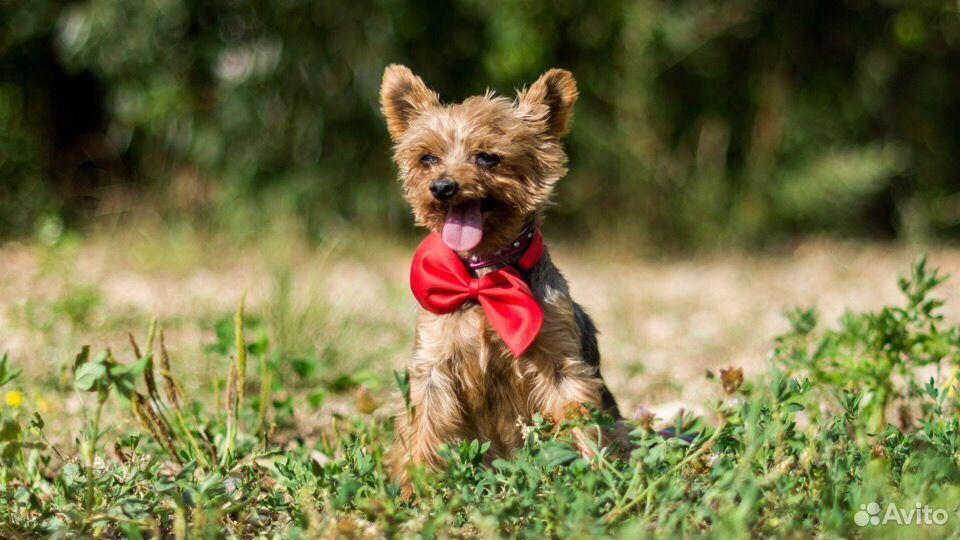 Пожилой Йорик ищет семью