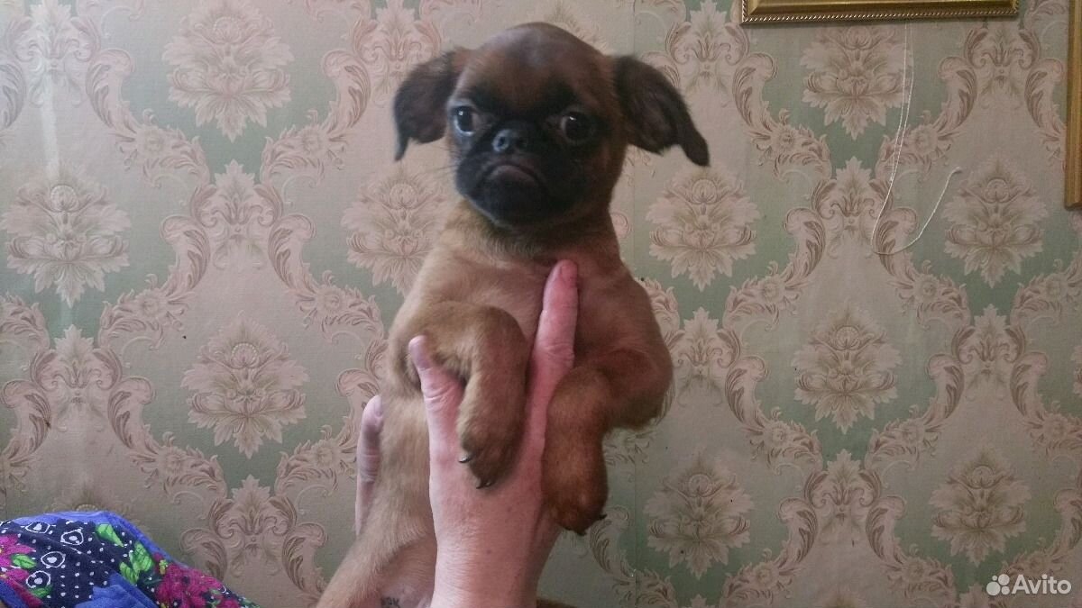 Пти брабансончик мальчишка