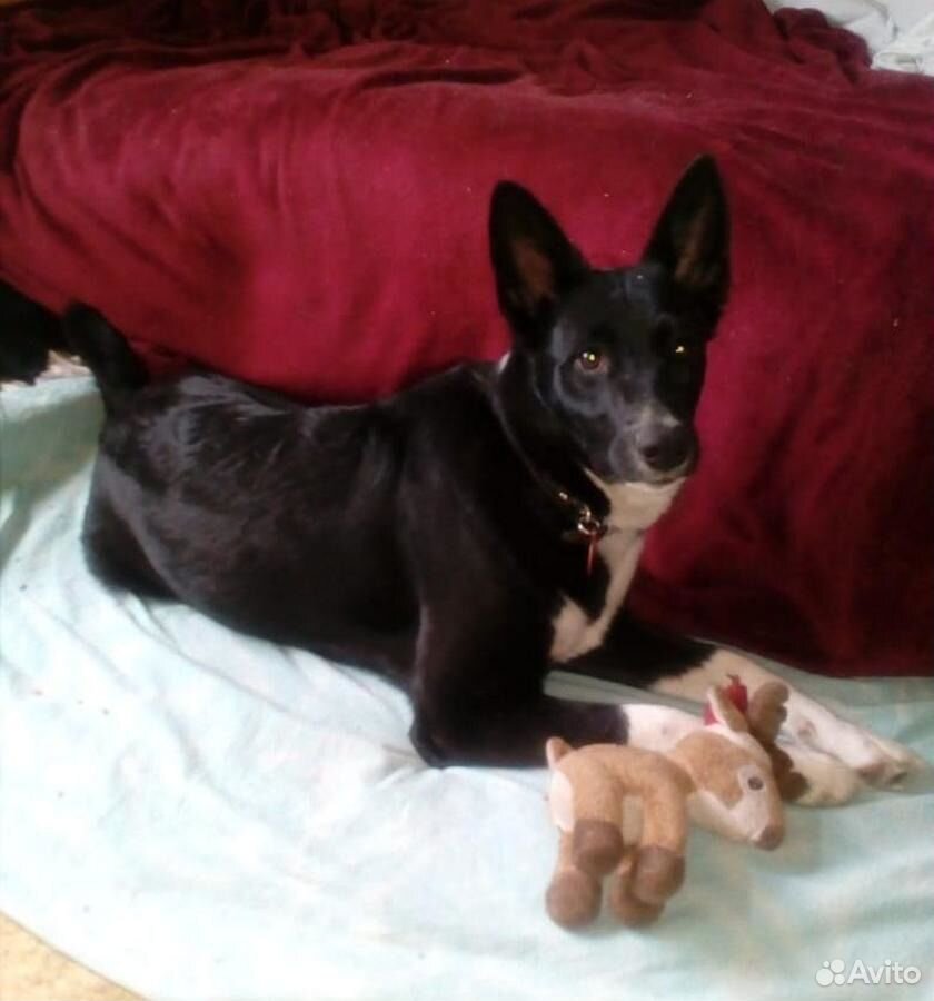 Чёрно-белаый мальчишка Арчибальд в дар