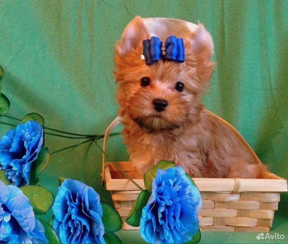 Йорк парень рыжий