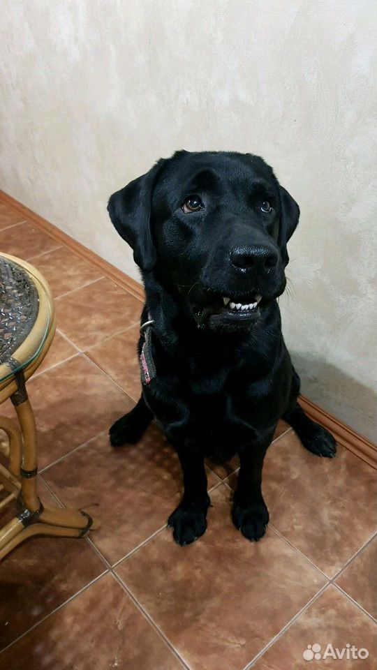 Лабрадор (мальчик) вязка г. Екатеринбург