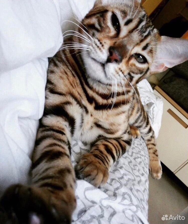 Самый красивый сердцеед) Бенгал. Вязка