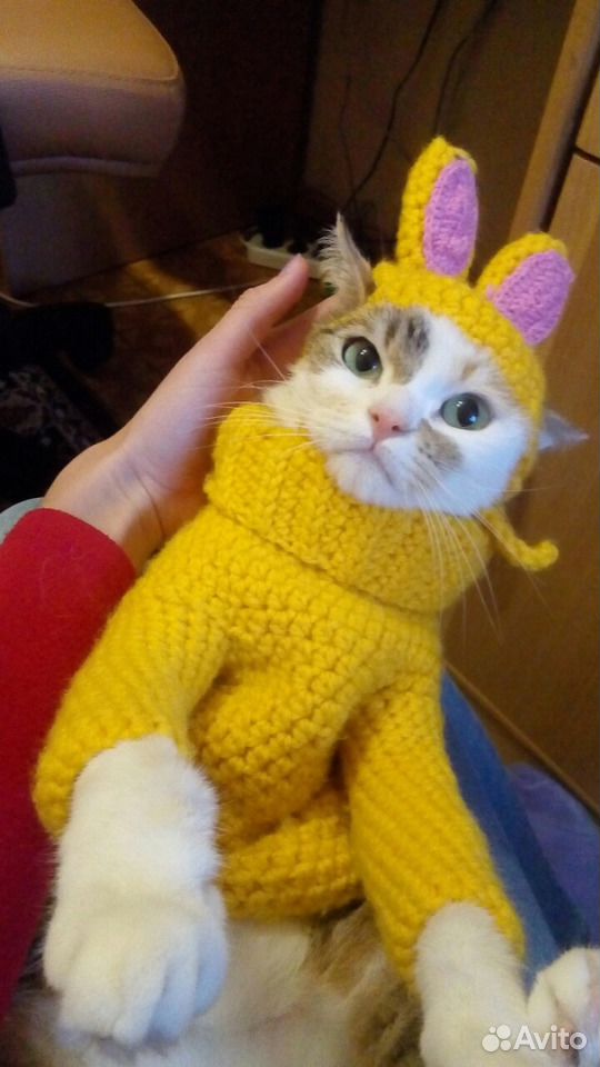 Большой выбор спасённых красивых котеек