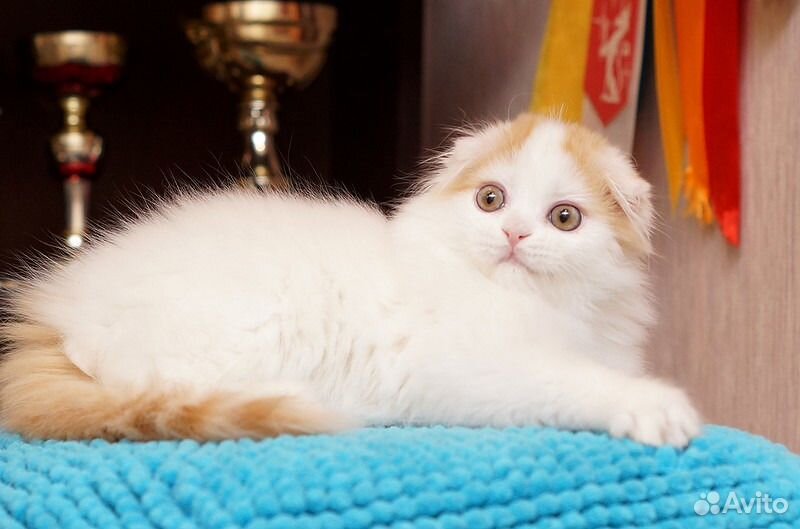 Шотландский вислоухий котенок