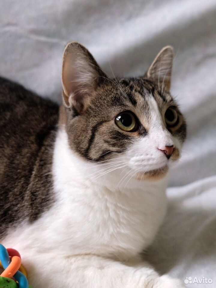 Кошечка 8 месяцев умница и ласкуша