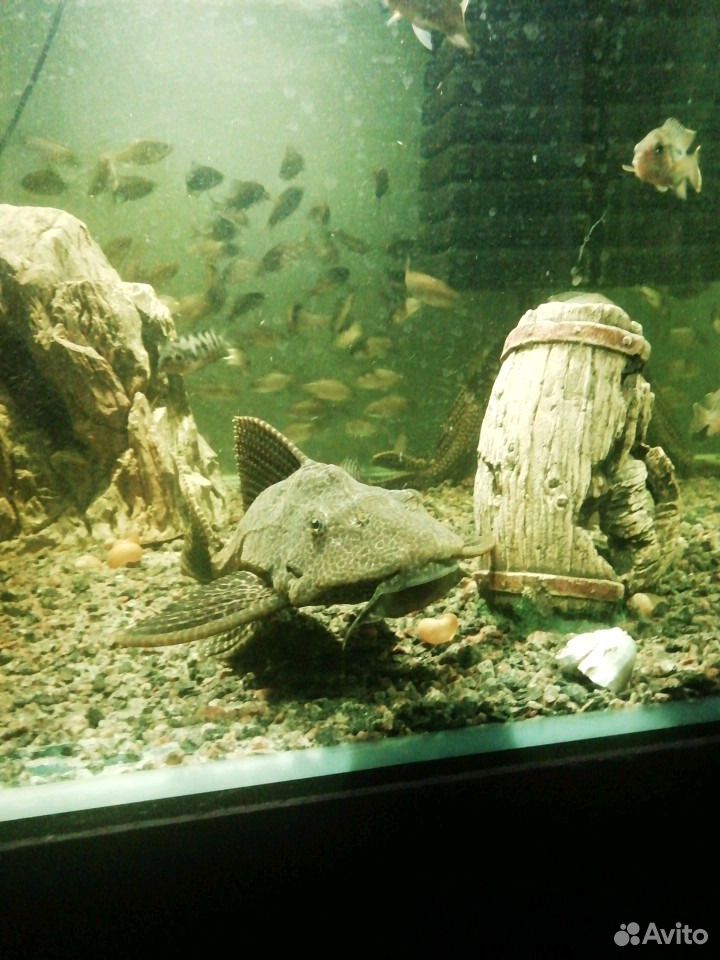 Сом парчовый и акулий, раки