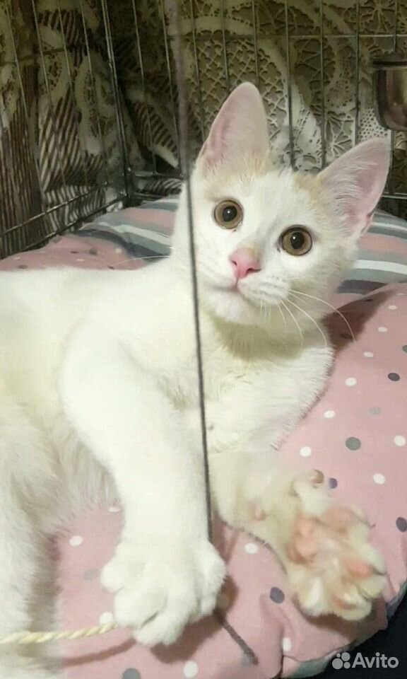 Котик Санни 11 месяцев в дар в добрые руки