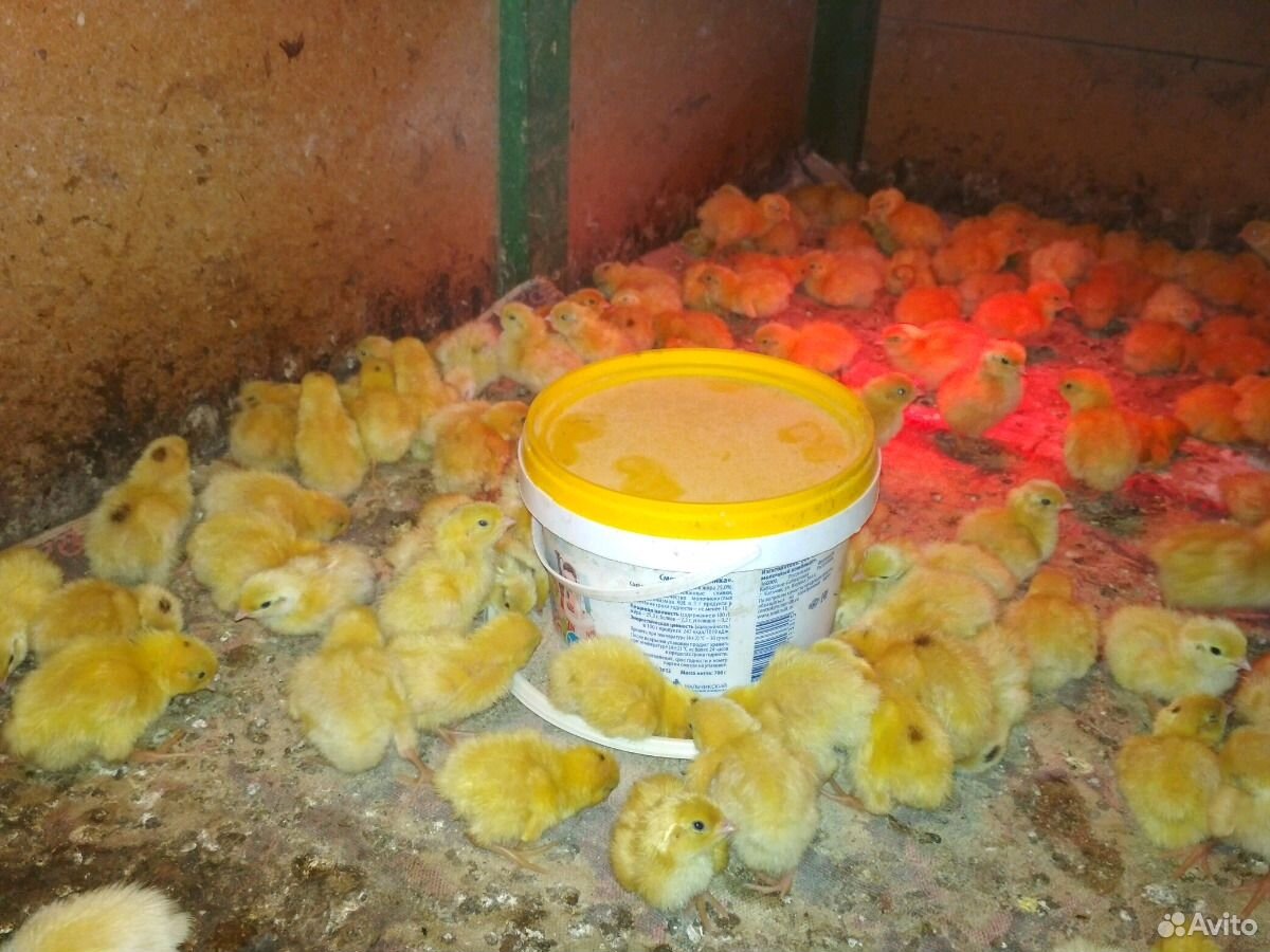 Перепела техасский белый