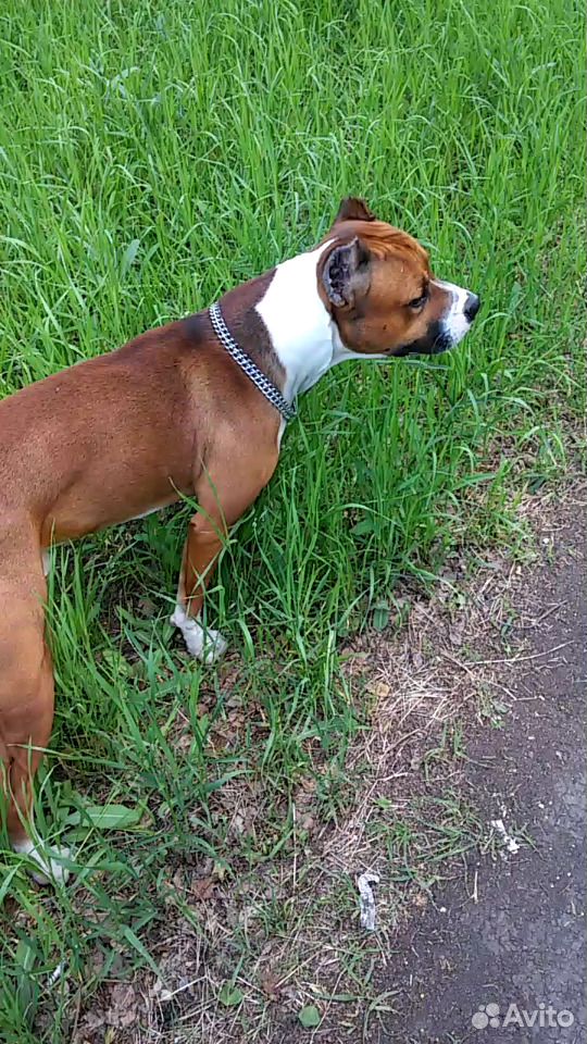 Вязка Питбуль. Кобель