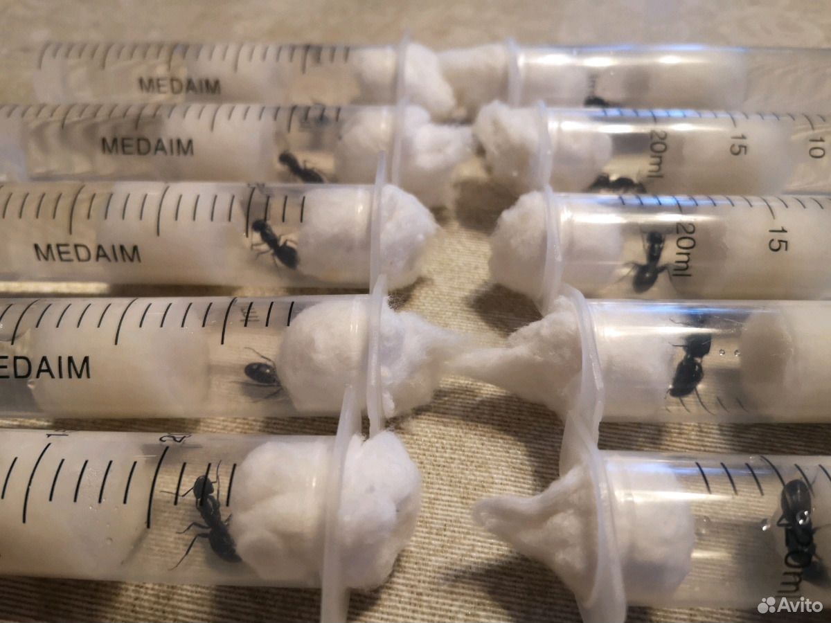 Матки Camponotus Vagus