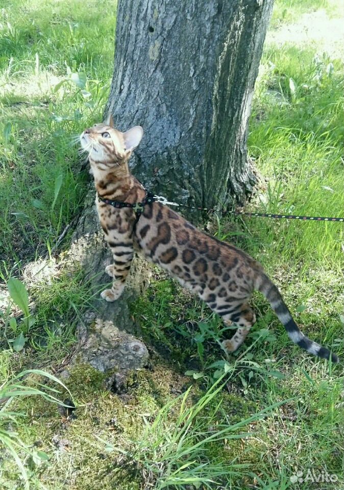 Ищем кота для своей кошки